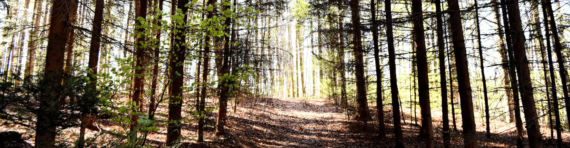Durchatmen im Wald – Inspiration Waldatmosphäre | Anna Rothbucher